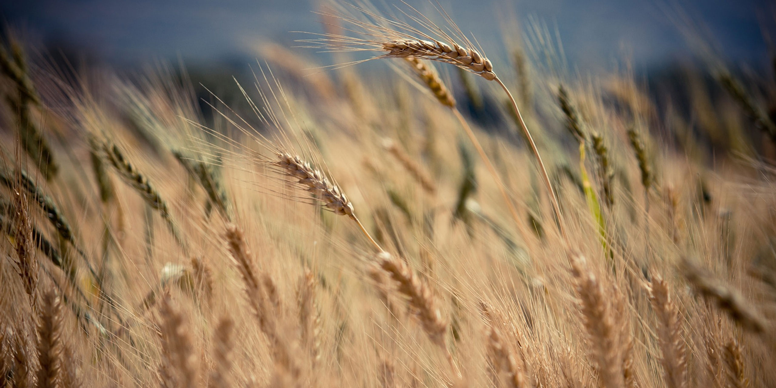 Kalfos Bio Fertiliser | Saria